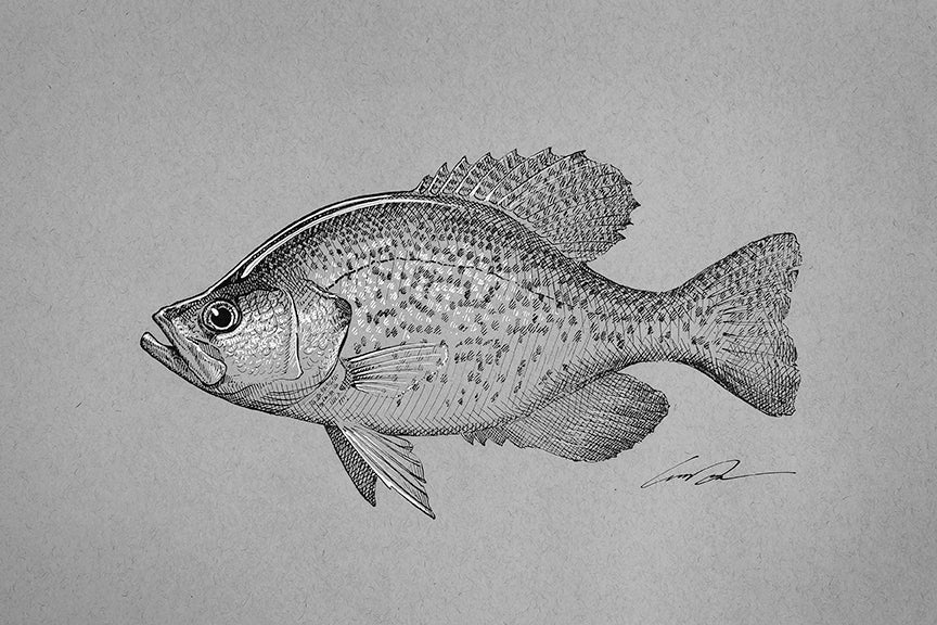 Black And White Fish Drawings