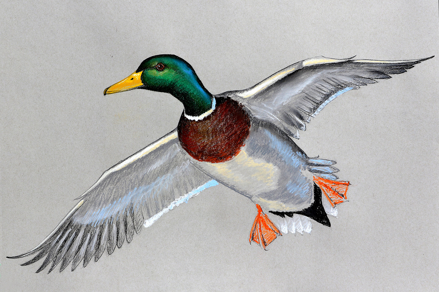 Mallard Duck Pencil Drawing