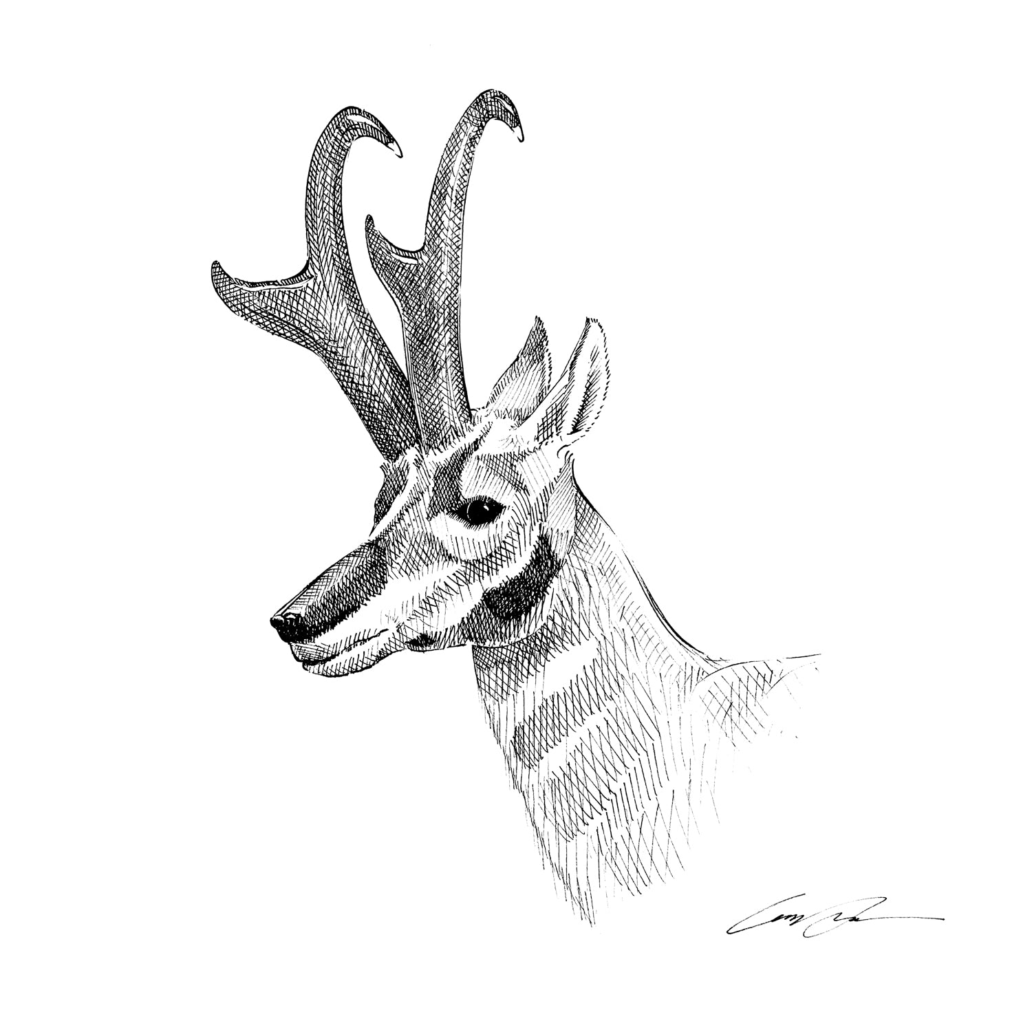 Pronghorn Antelope Head